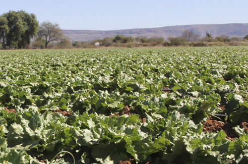 DESDElared - Aguascalientes News, Top Stories