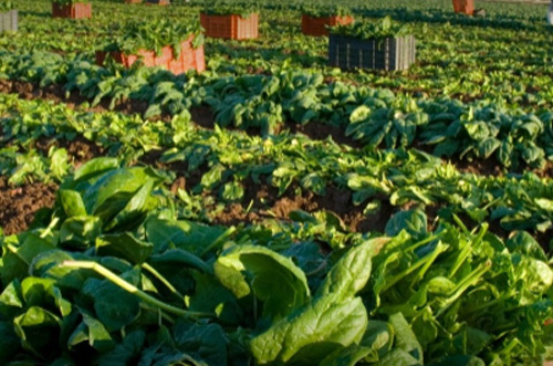 DESDElared - Aguascalientes News, Top Stories